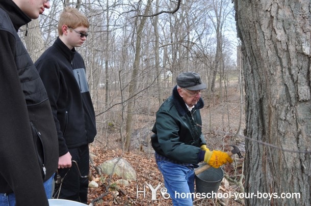 Real Life Lesson: How to Tap a Maple Tree - Homeschool Your Boys